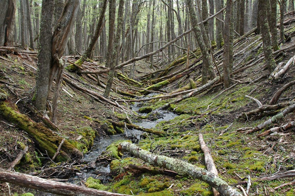 Parque Natural Karukinka – Día del Medio Ambiente
